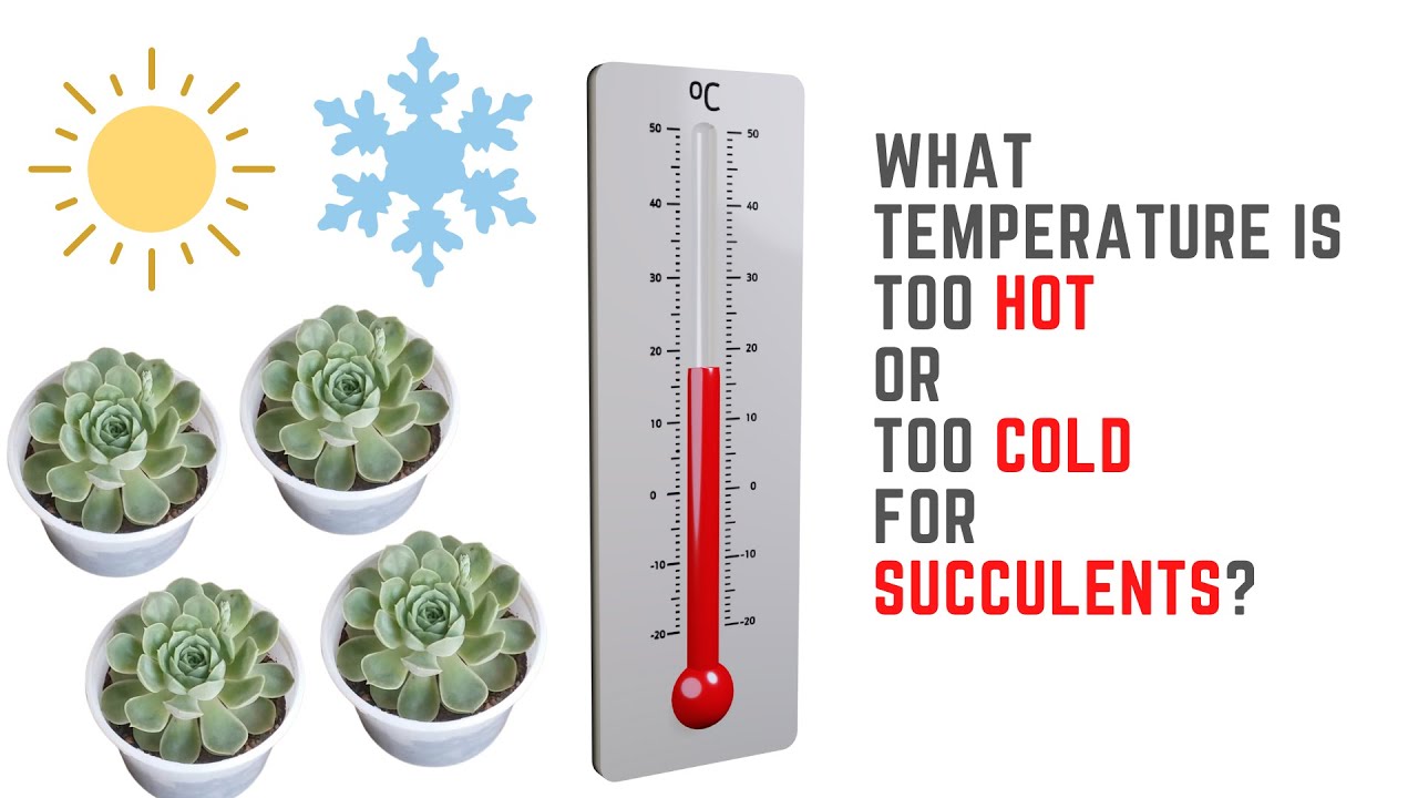 || SUCCULENT FAQ 19 || WHAT TEMPERATURE IS TOO HOT OR TOO COLD FOR ...
