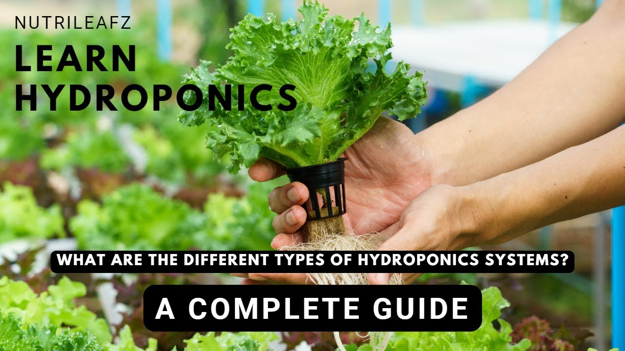 What are the different types of hydroponics systems? || Learn ...