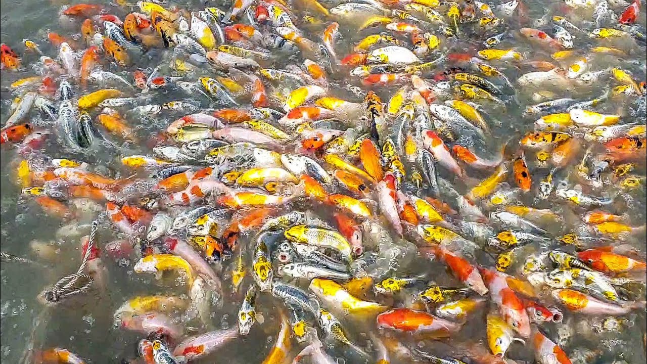 Cho 1 TẤN cá Koi ăn sẽ như thế nào? A ton of Koi fishes are fed ...