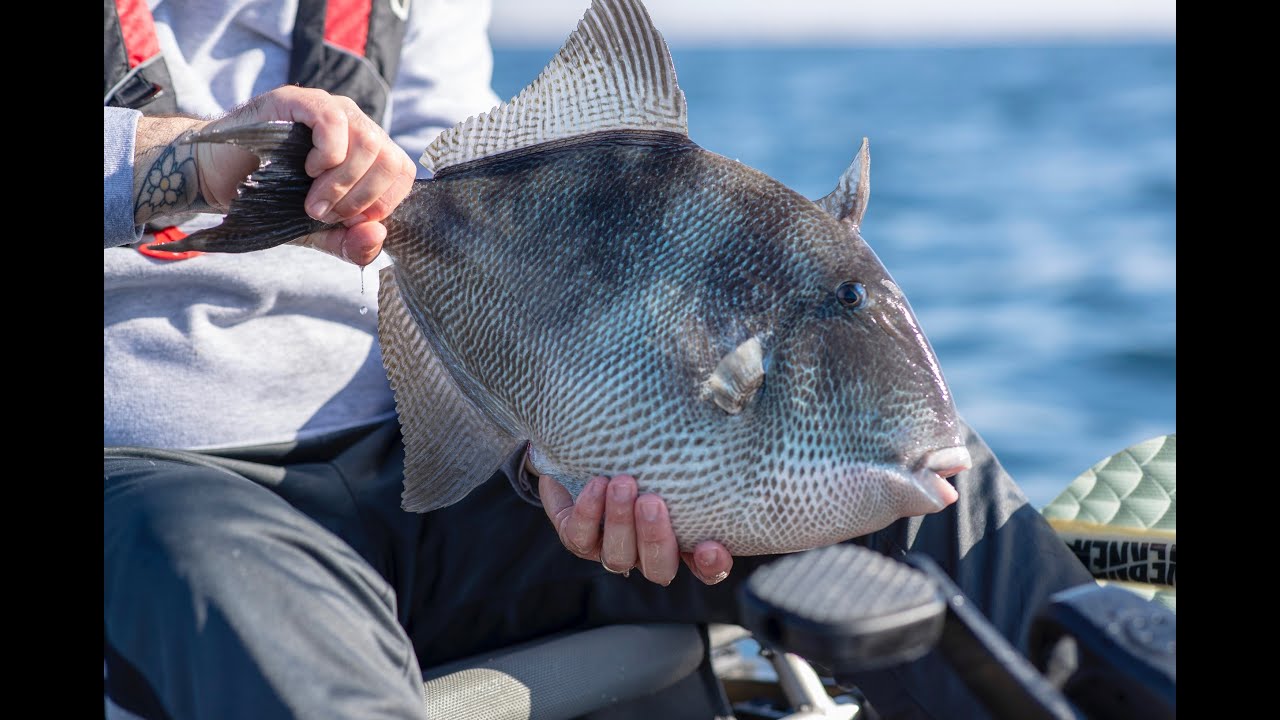 Facts about Grey Triggerfish - Fish Facts - YouTube