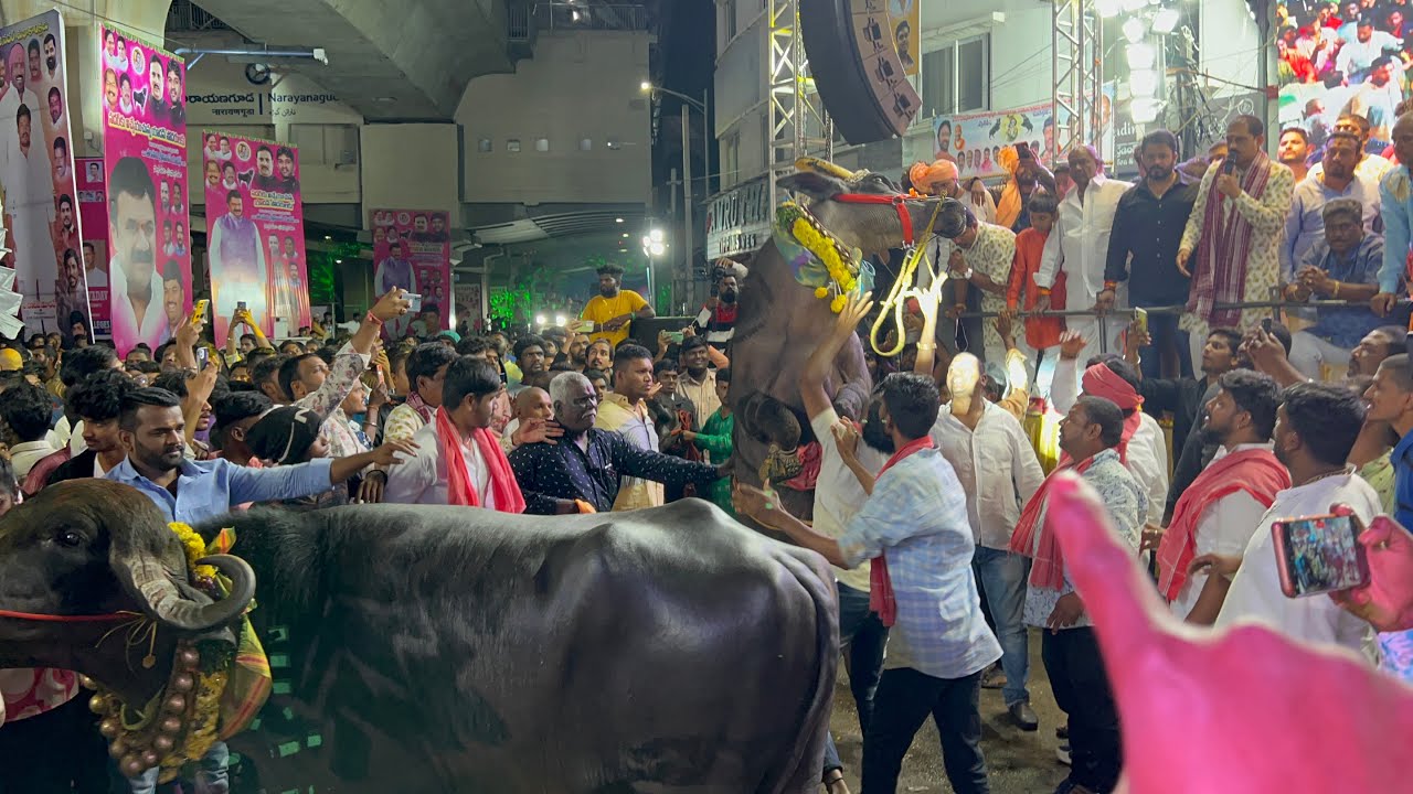 Different Types Of Bull's At Narayanguda Sadar | Sadar In Hyderabad ...