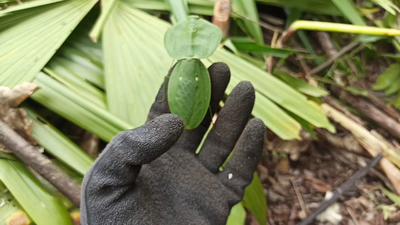 Mantis cobra – Choeradodis rhombicollis. - YouTube