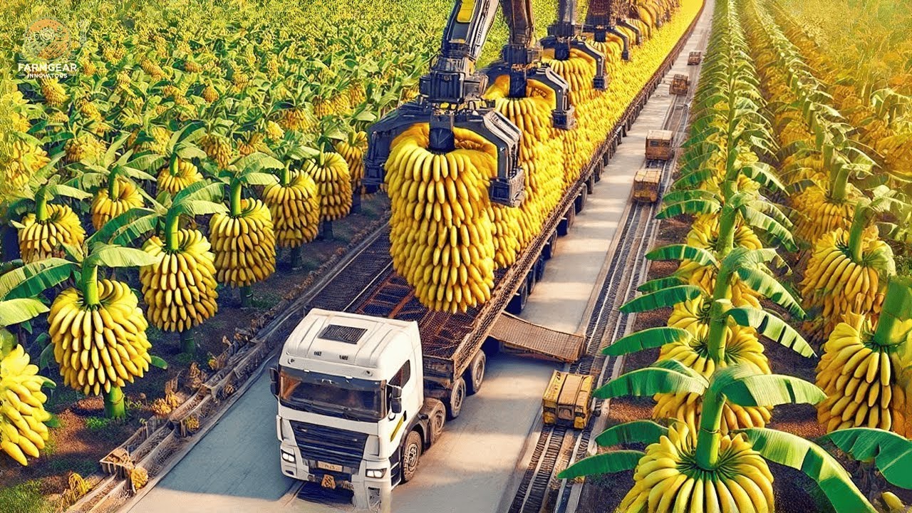 Transporting Millions of Tons of Bananas This Way - Harvesting Banana ...
