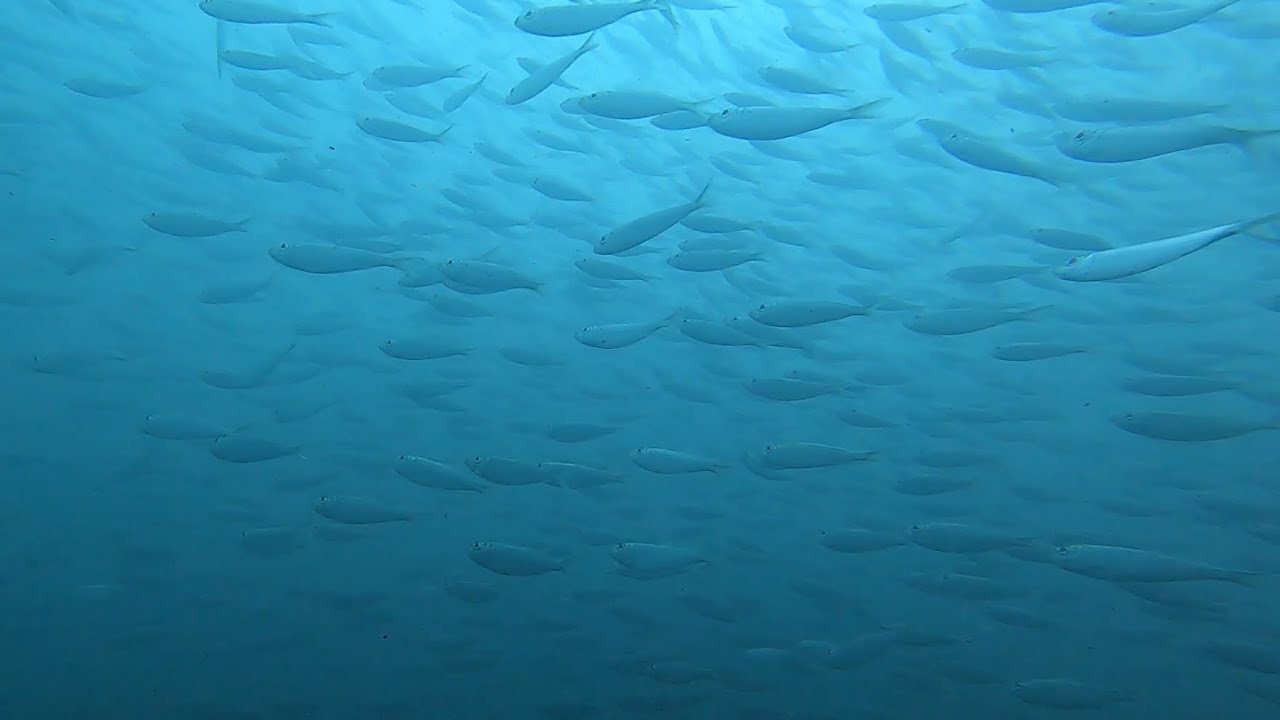 Swimming in a school of fish Clearwater Florida - YouTube