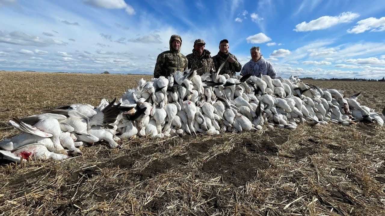 Spring Snow Goose Hunt at Ongaro's Alberta - YouTube