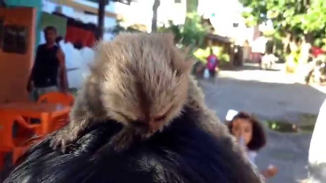 Conviviendo con un chango en las calles de Praia Do Forte - YouTube