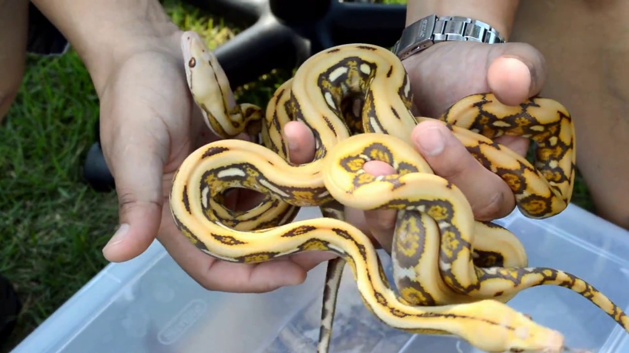 MORE AVAILABLE RETICS!!!! part 1 - YouTube