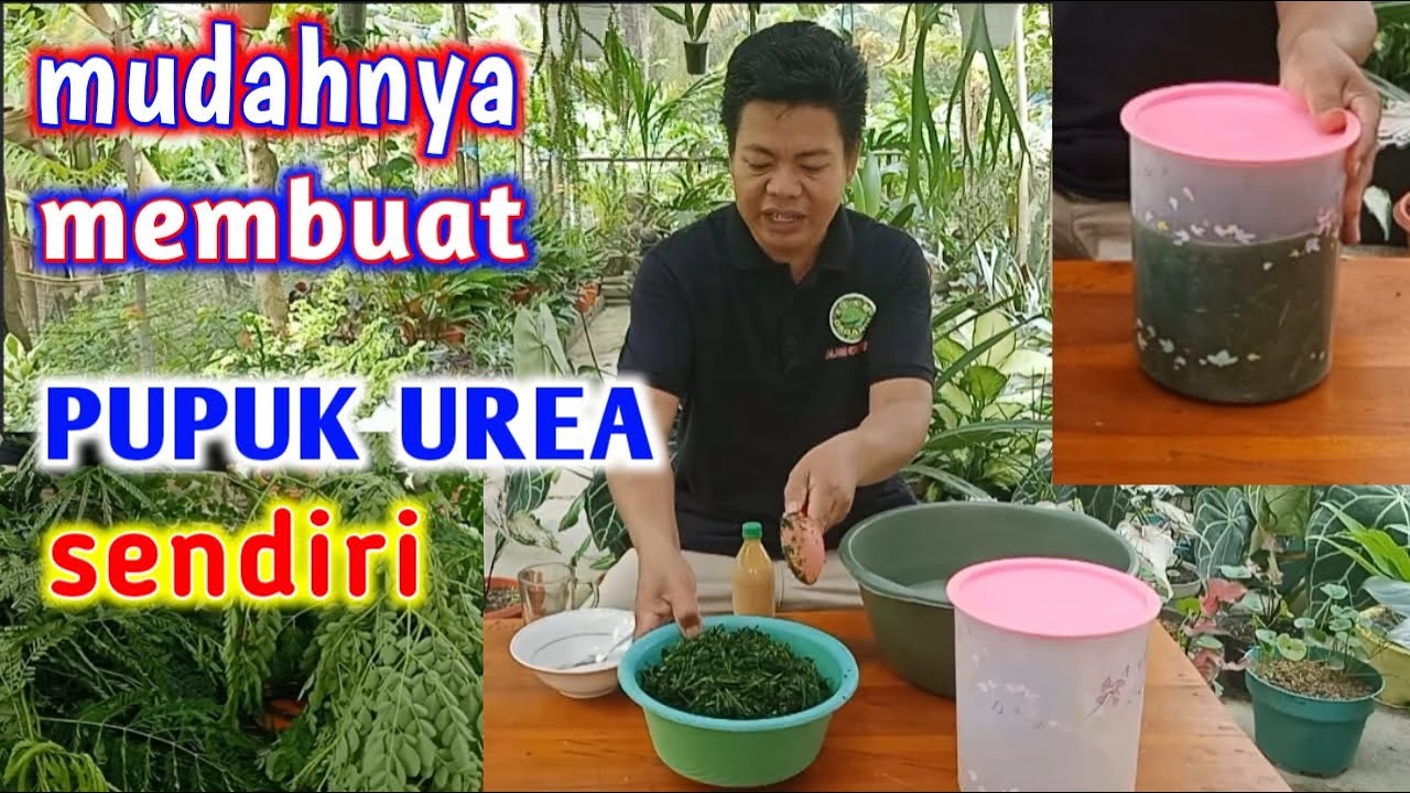 Cara Membuat Pupuk Urea Cair Dari Bahan Sederhana - YouTube
