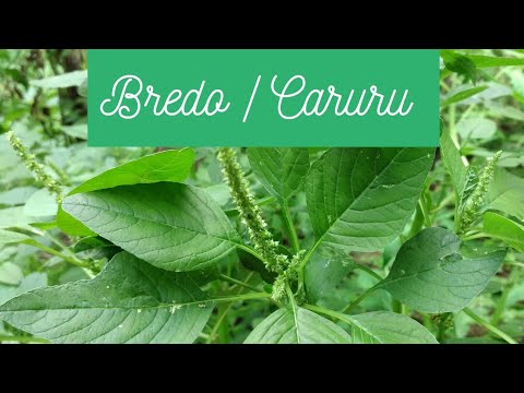 BREDO OU CARURU - Essa Planta já Matou a Fome de Muita Gente - YouTube