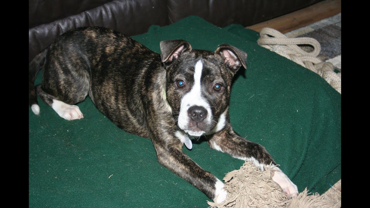 Our new puppy Roxy - YouTube