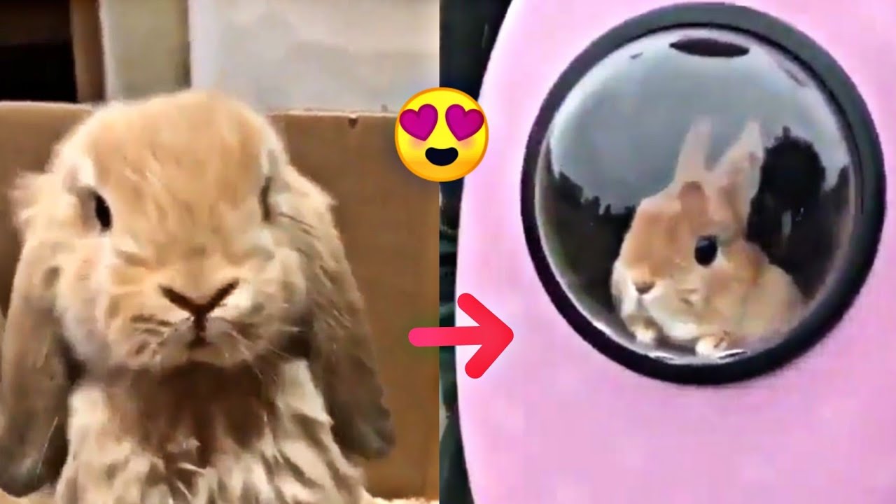 😍cute baby rabbits ||🤣 funny cute baby bunny || cute rabbits ...