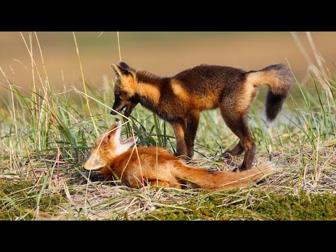 Red Fox: Adaptation And Secrets of Their Hunting Success | Foxes Facts ...