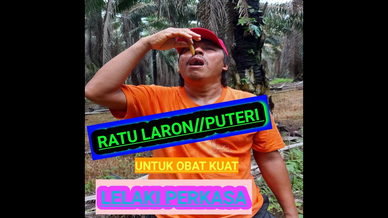 THE QUEEN OF THE MOTHS IS A STRONG MAN'S MEDICINE || RATU LARON OBAT ...