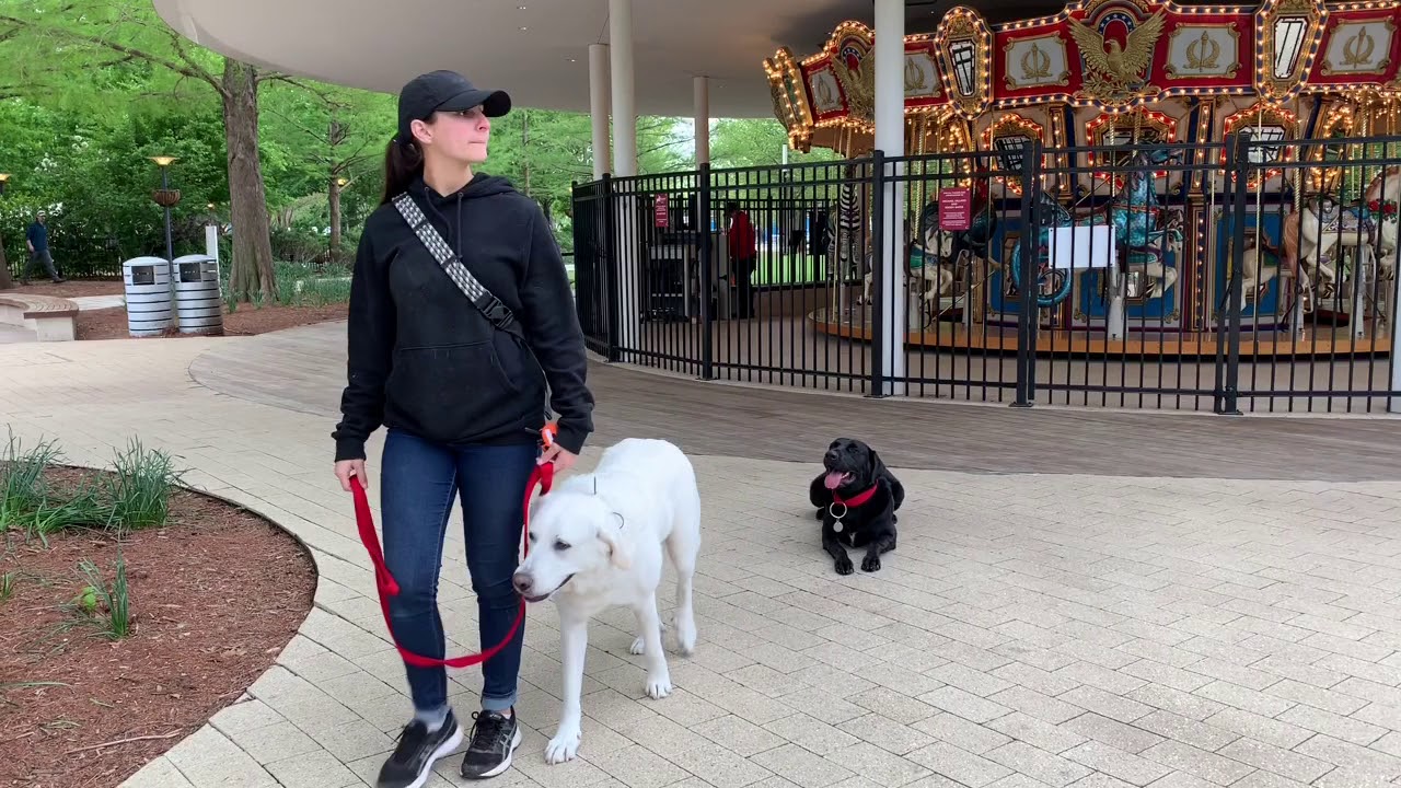 3 year old Black Lab | Best Lab Dog Training | Off Leash K9 | Board and ...