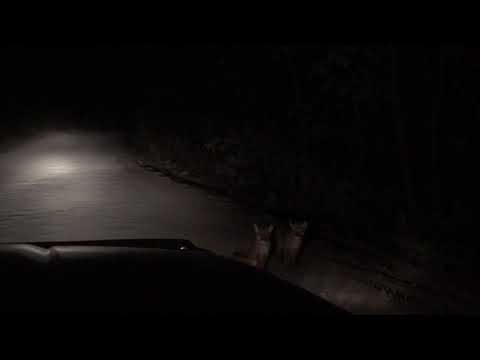 Baby Cub Kitten cougar sighting Vancouver island Mountain Lions BC wildlife