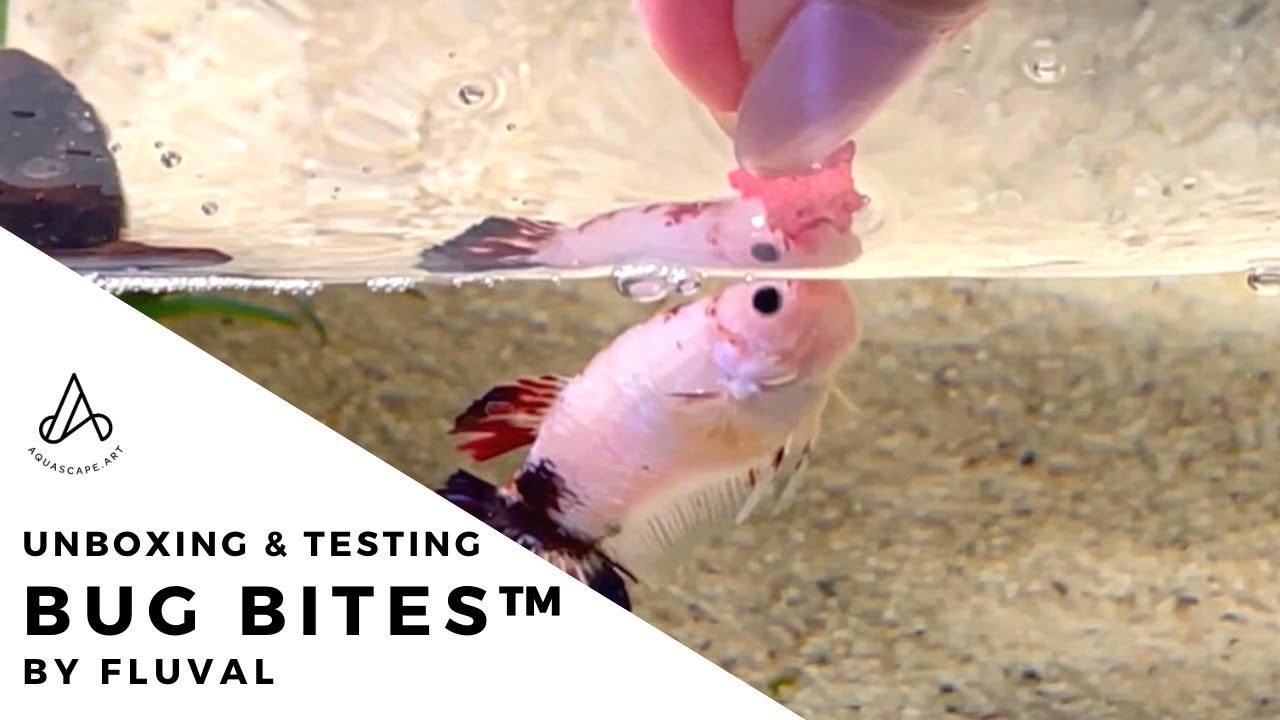 Betta fish food: bugs and fly larvae!!! Unboxing & feeding - YouTube