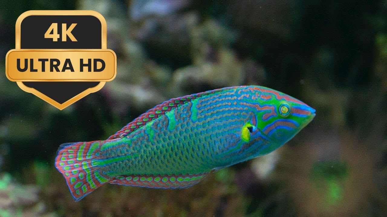 Live Underwater Fish Adventure 4K - Ambient Underwater Livestream for ...