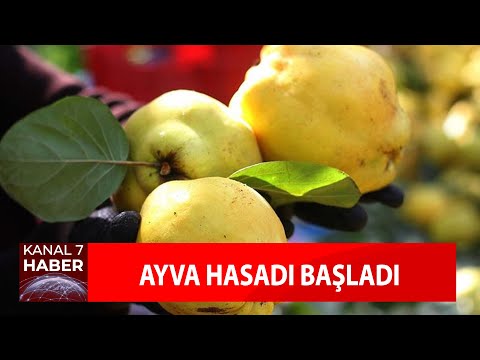 Ayva Hasadı Başladı