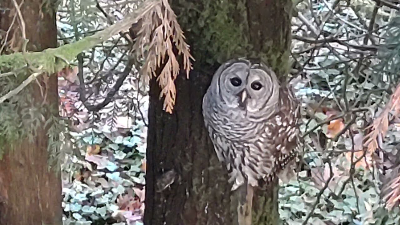 Barred Owl in Portland - YouTube