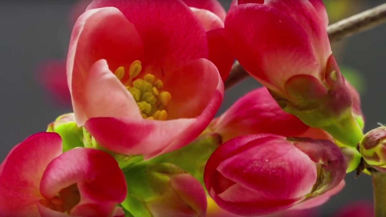 Blessing of Flowers 2017 - YouTube