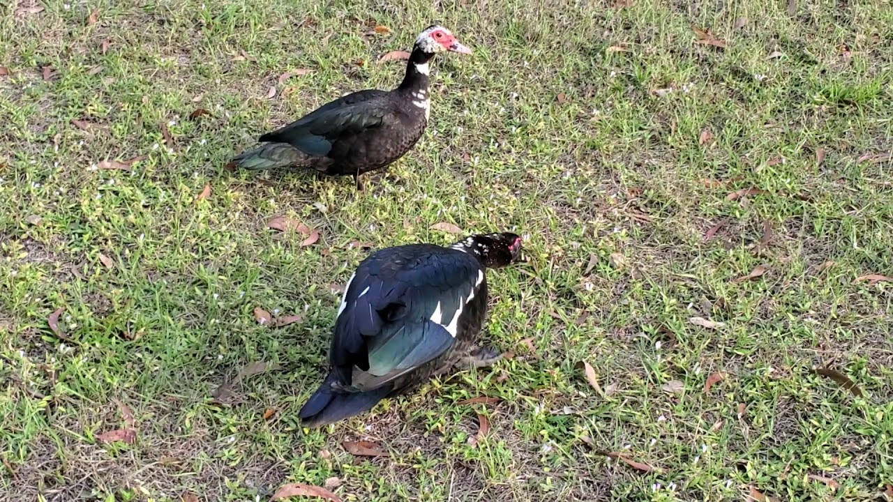 Two Muscovy ducks with a dog barking in the background (part 2) - YouTube