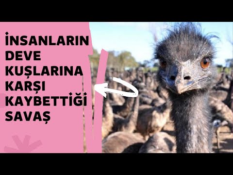Tarihin En İlginç Savaşı Büyük Deve Kuşu Savaşı