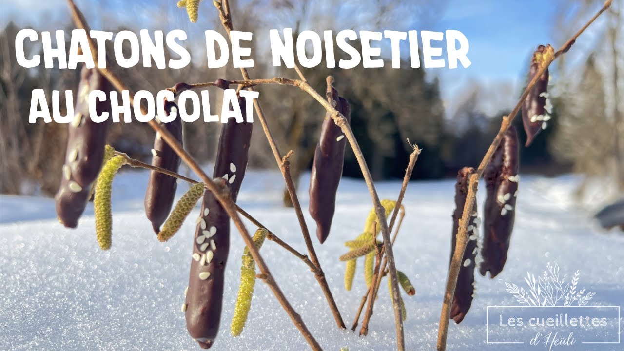 Chatons de noisetier au chocolat - YouTube