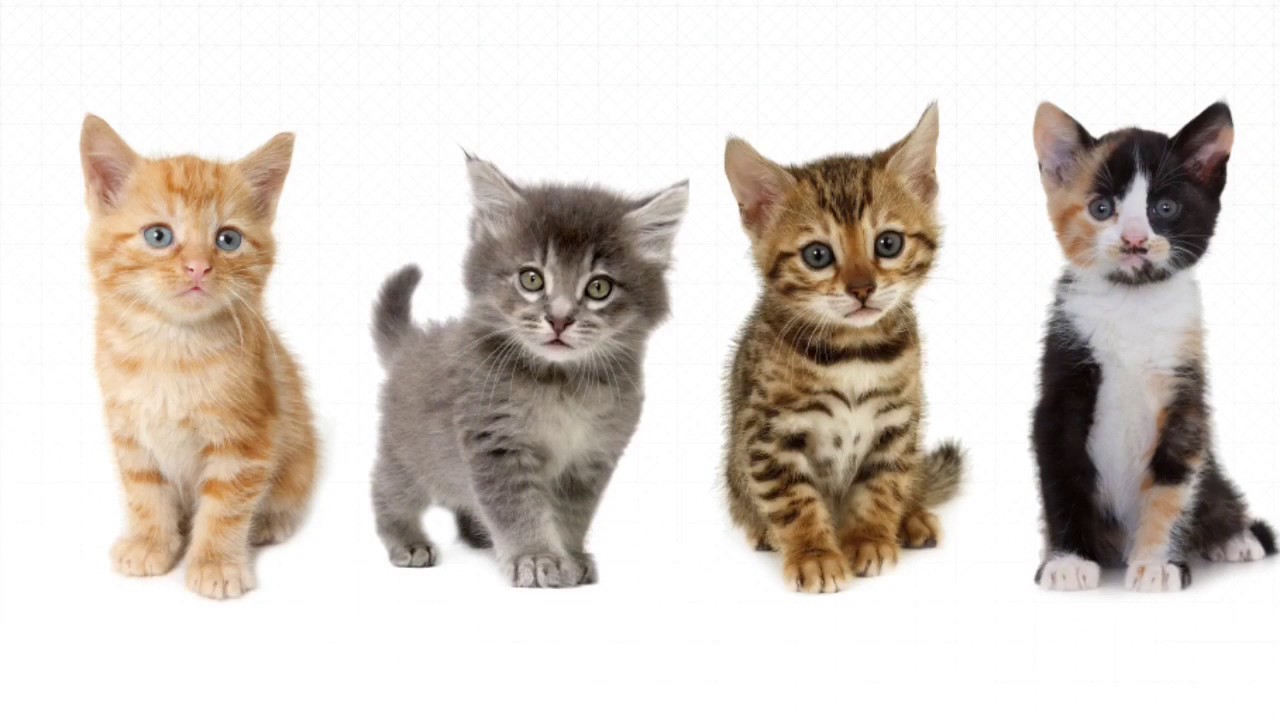 Kitten Slide Show🐱 ️ - YouTube