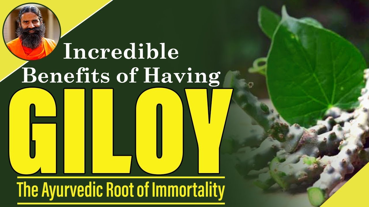 Incredible Benefits of Having Giloy The Ayurvedic Root of Immortality ...