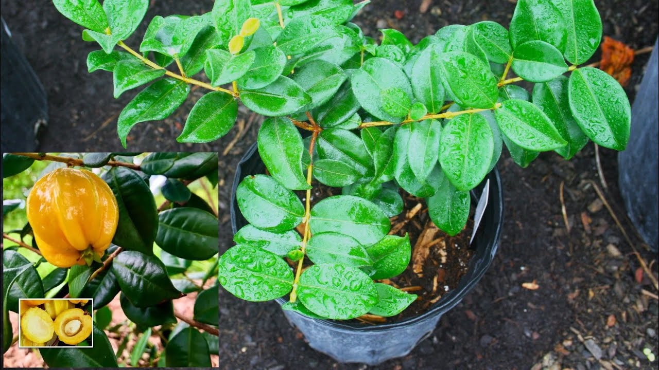 New! Star Cherry Tree Pitangatuba - YouTube