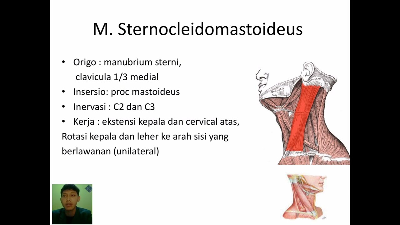 NAMA OTOT DAN FUNGSI PADA LEHER - D3B - AHMAD FAUZI ANSHORI - 127 ...