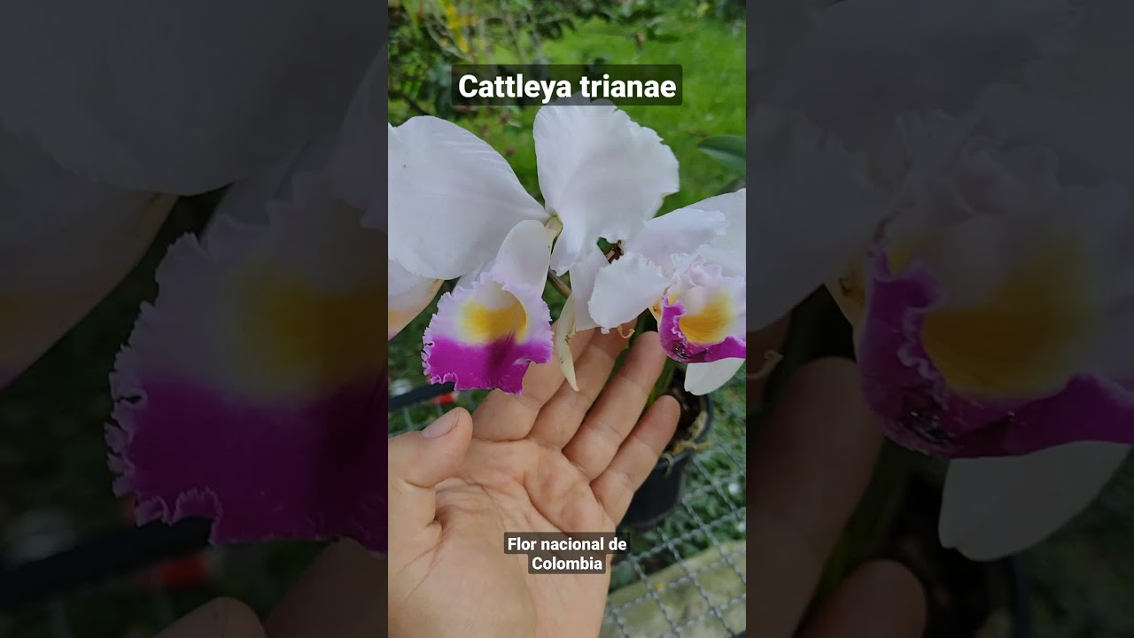 Orquídea Cattleya trianae - Flor Nacional de Colombia - CorpOrquídea ...