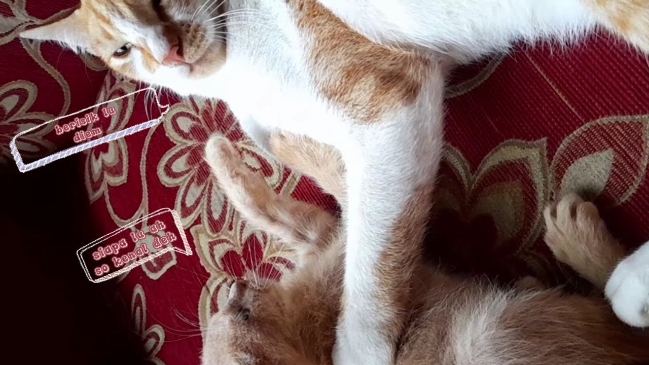 kucing lucu || kucing oren barbar yang penyayang anak😻 - YouTube