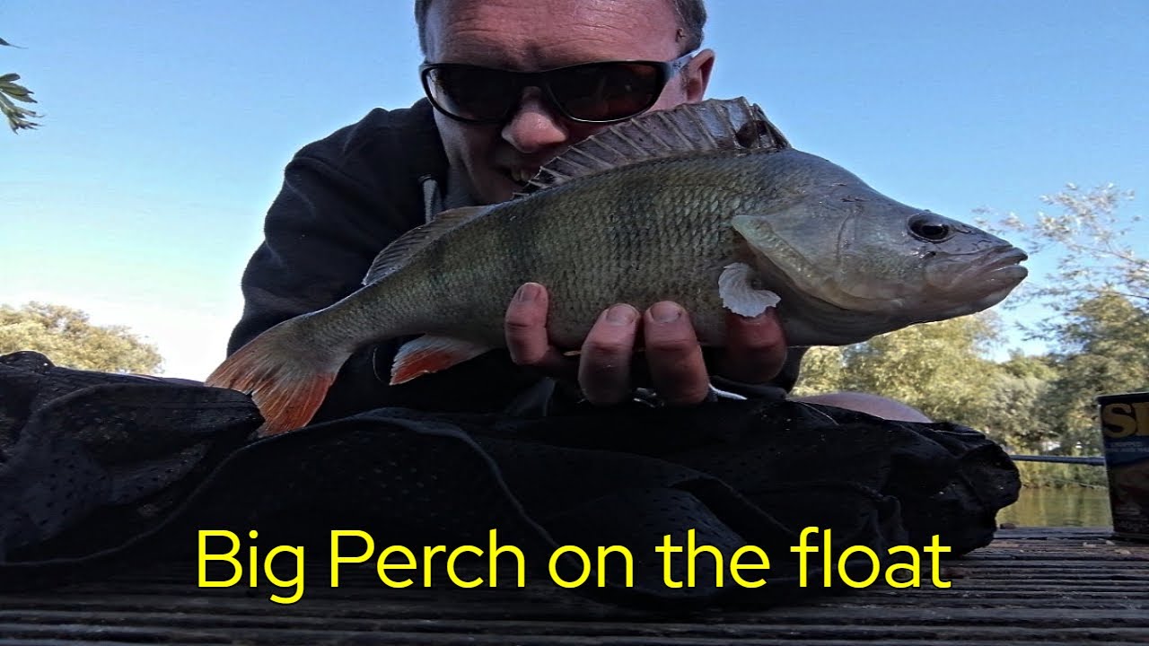 Big Perch on the Float. - YouTube
