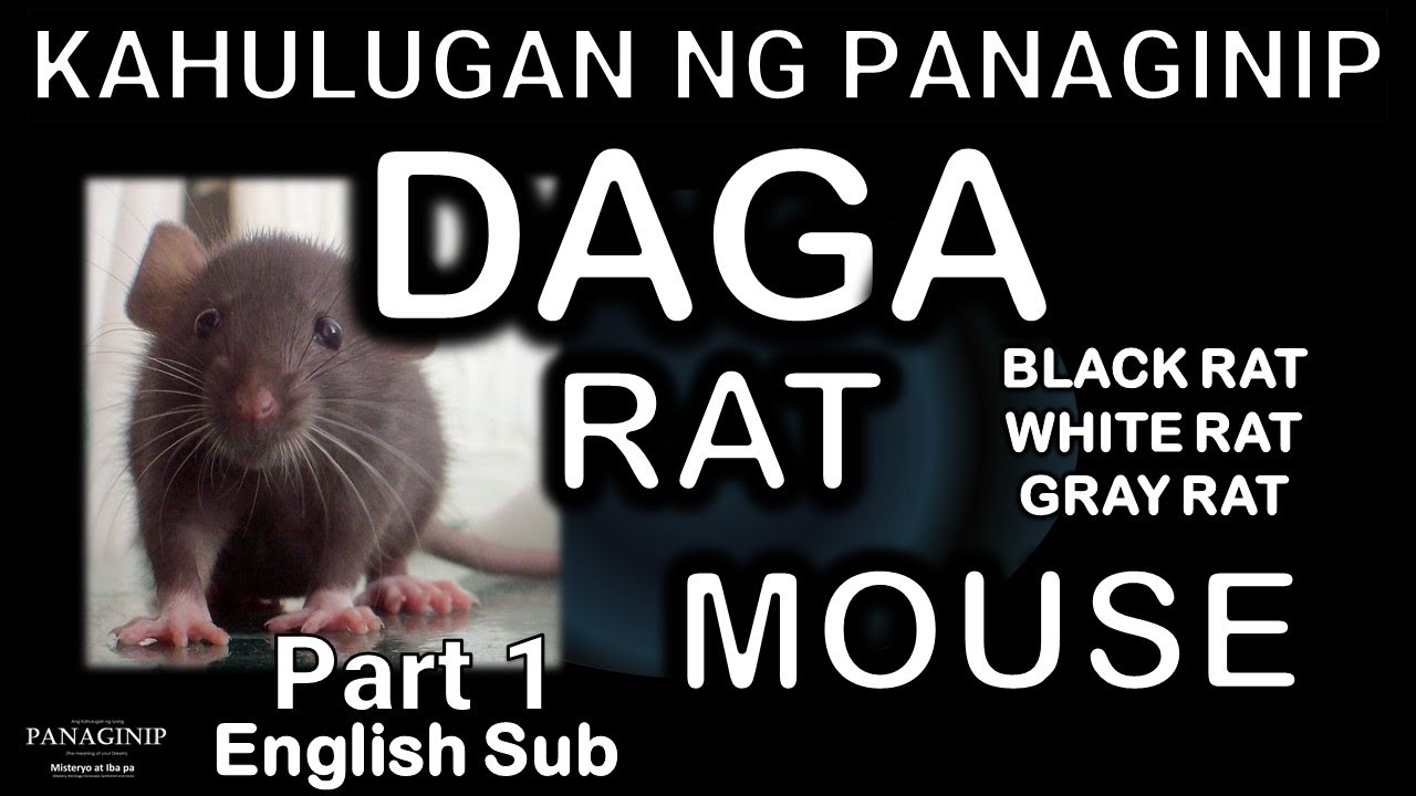 Kahulugan ng panaginip na Daga (Rat) - Part 1 | Anong ibig sabihin ng ...