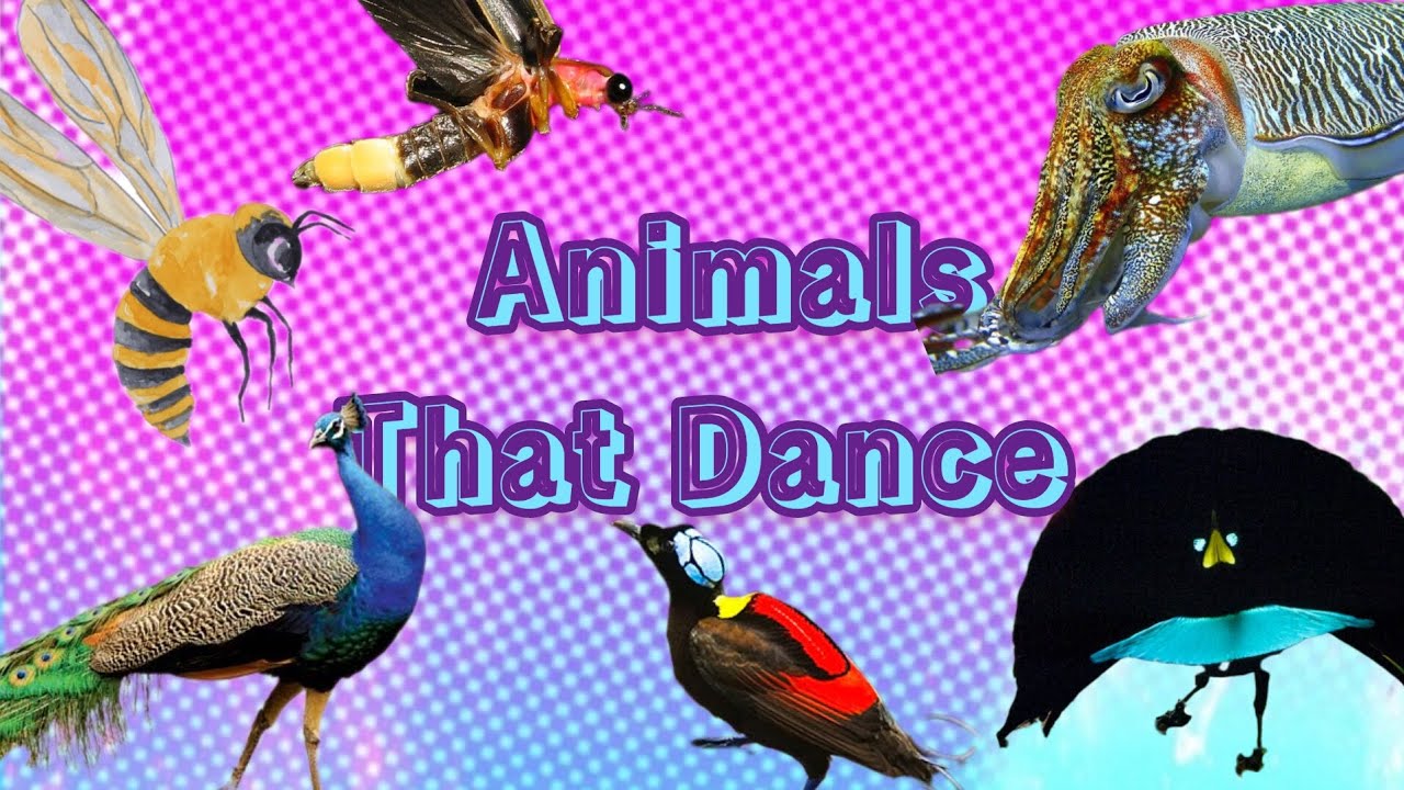 5 Animals That Dance and Why - YouTube
