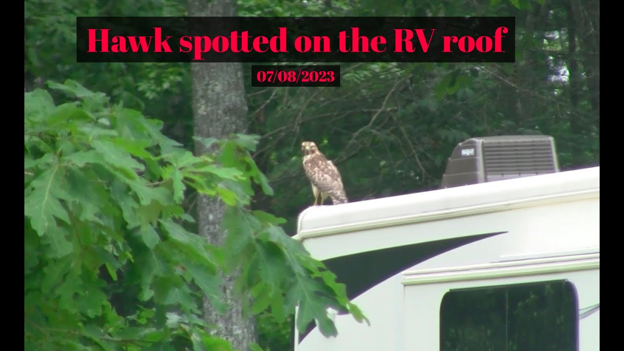 Hawk on the 5th Wheel RV roof. Life on the Homestead #hawk #hawks # ...