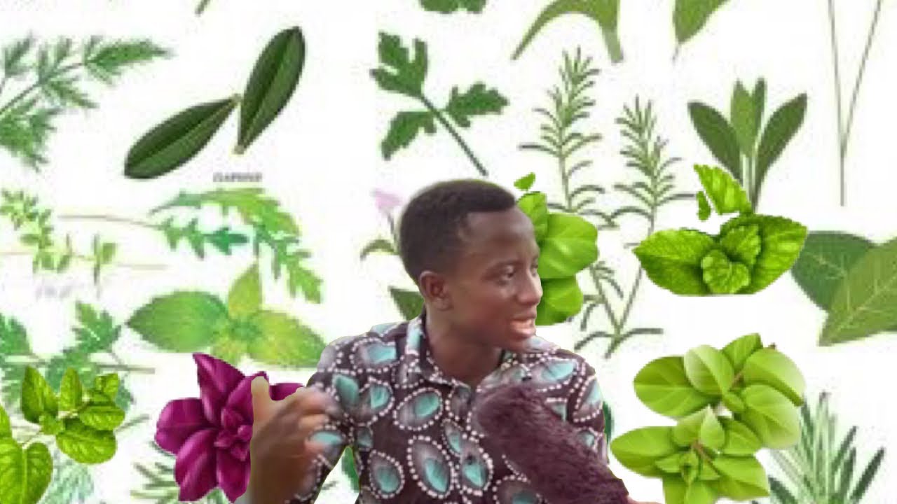 (Reveal) Know Your Tribe-Clan And Their Herbs. Use Them To Solve ...