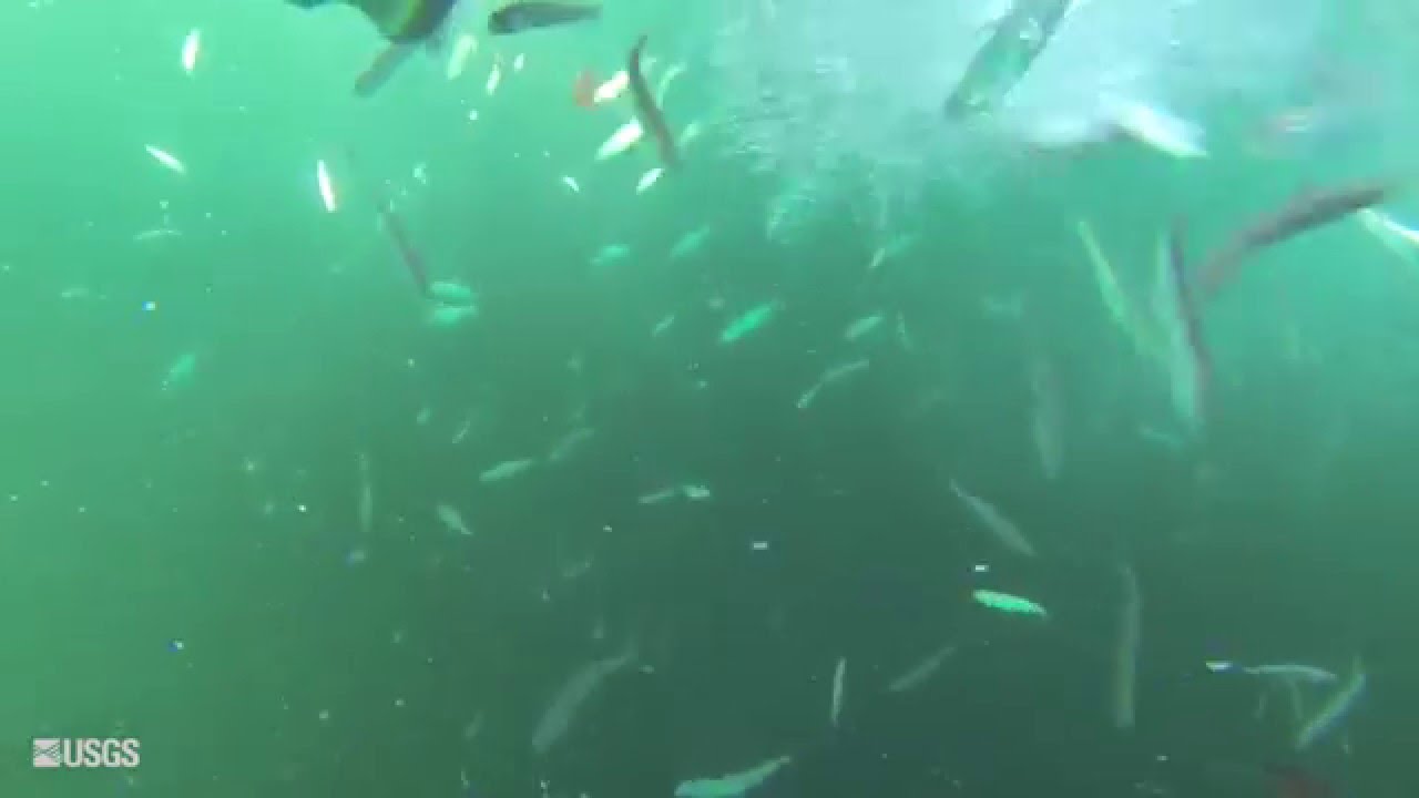 USGS Bloater Prey Fish Stocking into Lake Ontario (Fall 2015) - YouTube