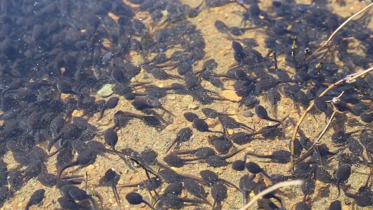 tadpole pollywogs on the shore of a beautiful lake - YouTube