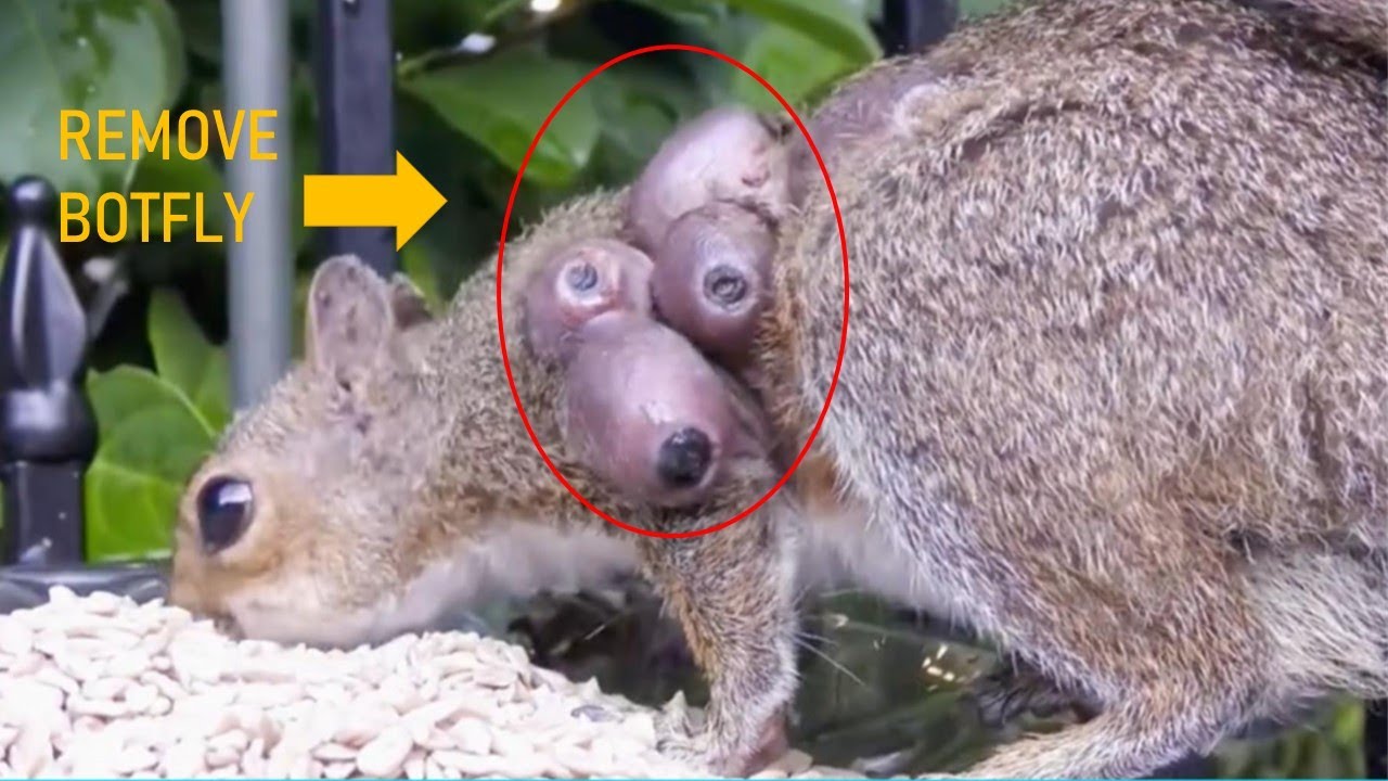 Massive Botfly Maggot Removed From Animals - YouTube