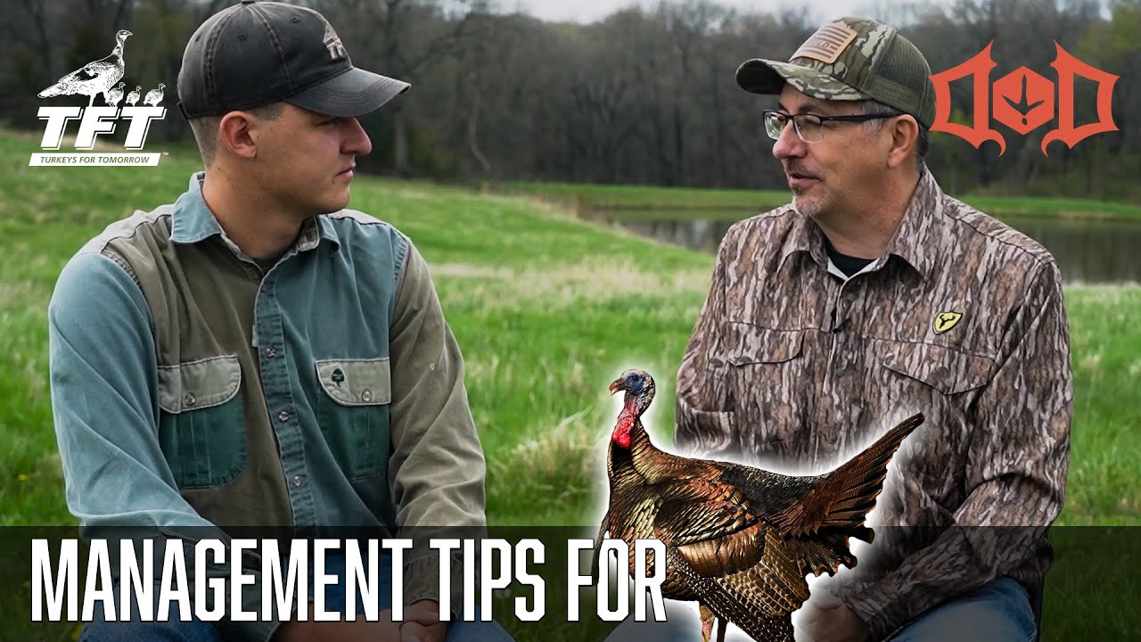 Management Tips for Wild Turkeys - YouTube