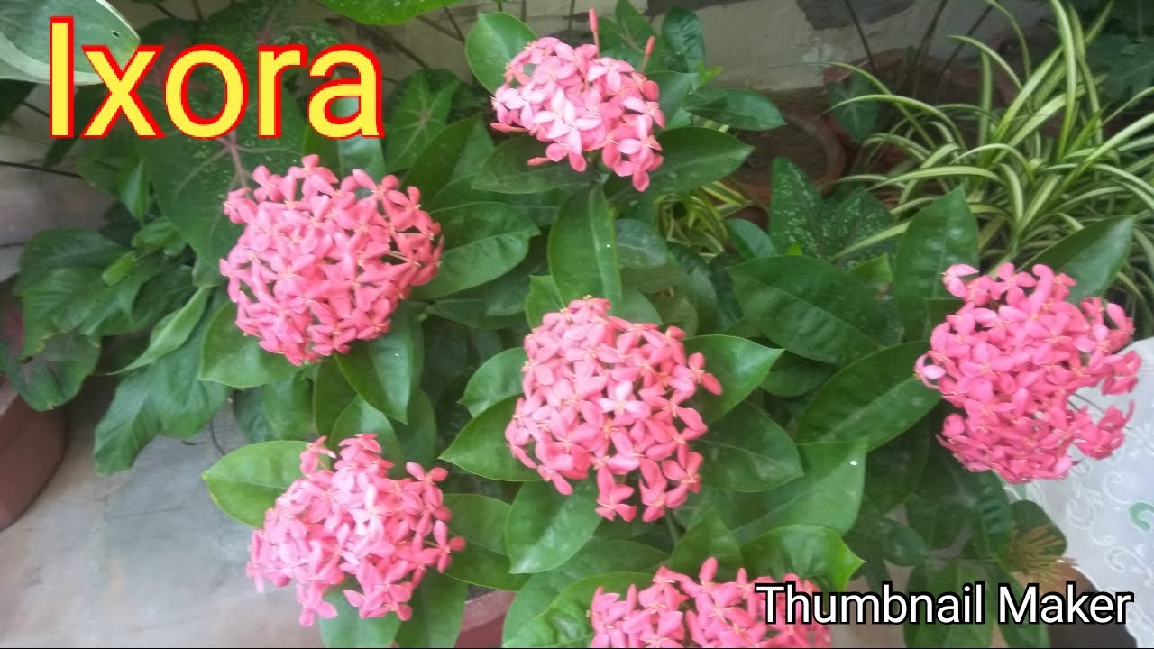How To Get Maximum Flowers In Ixora Plant Best Fertilizer To Maximize Flowering Youtube