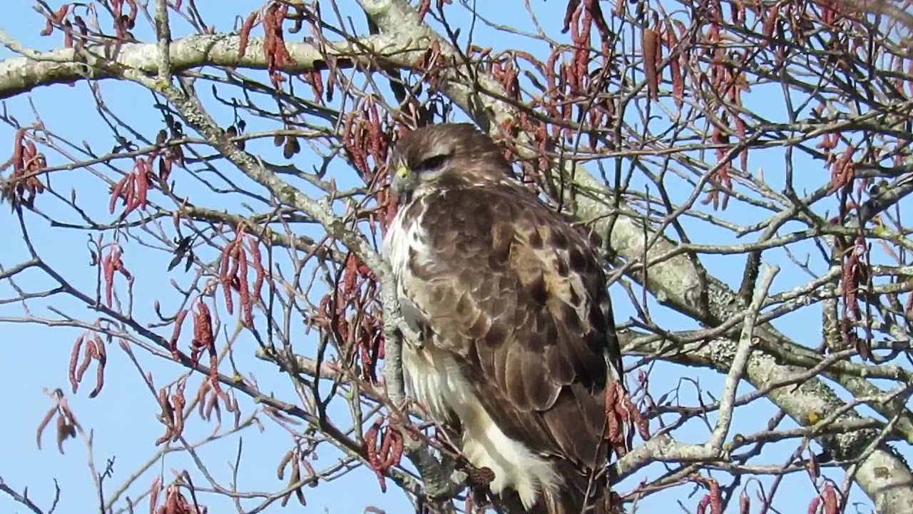 Harlan’s red tailed hawk light morph - YouTube