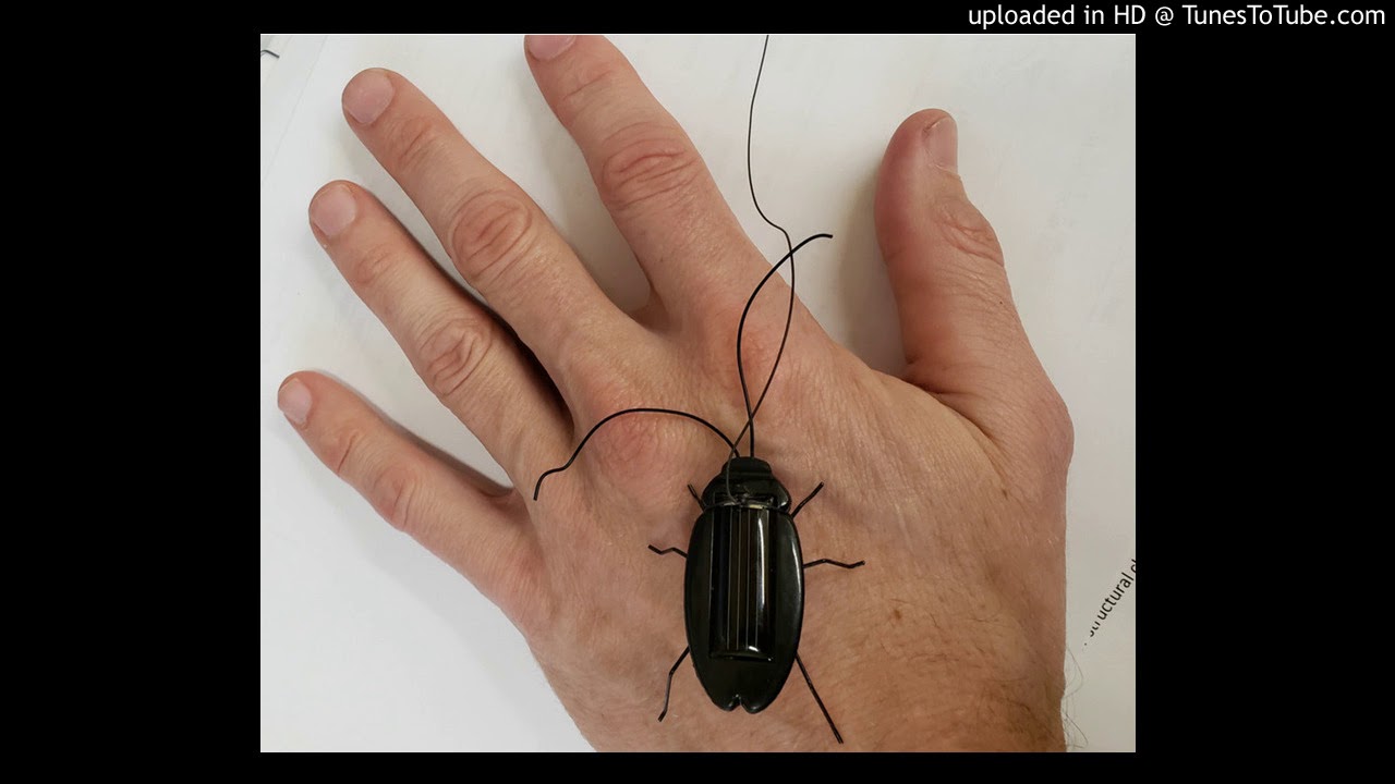 A BUG ON ME "POP SONG" William Emert kids song - YouTube