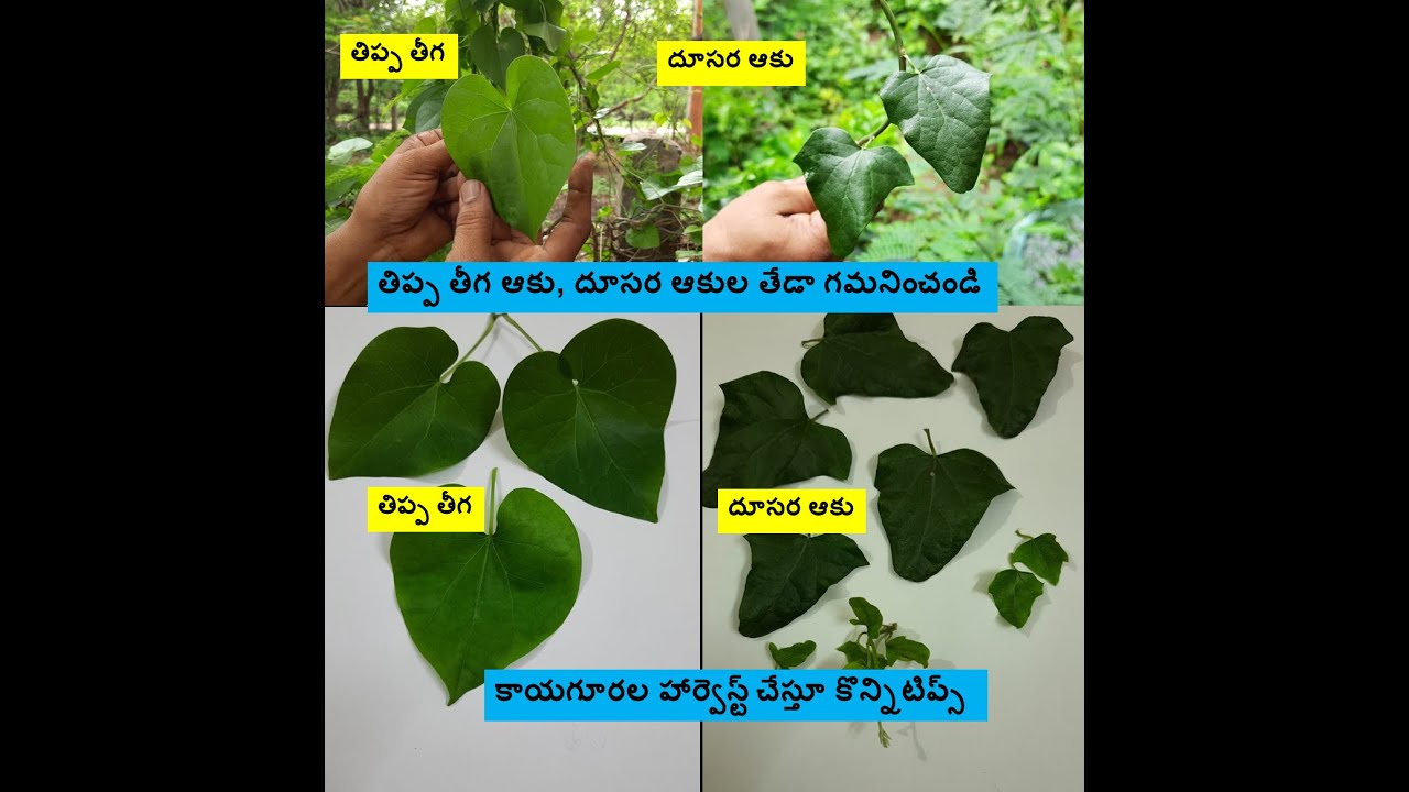 Difference between tippa teega and dusara aaku foowed by a small ...