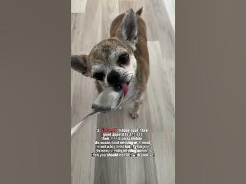 5 signs of happy chihuahua pt. 2 | Dog Handling #che_dog #chihuahua # ...