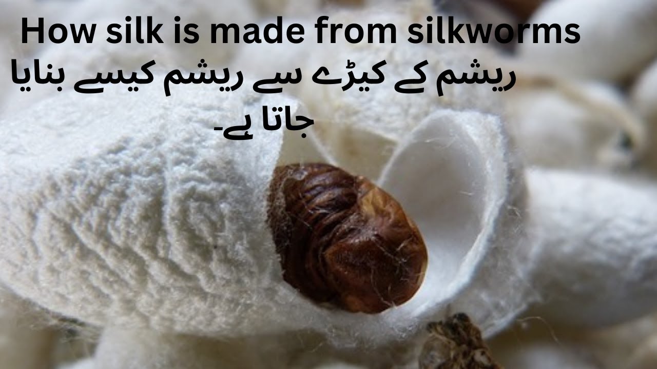 How silk is made from silkworm | resham ka keera | Waqar Ahmad Sheikh ...