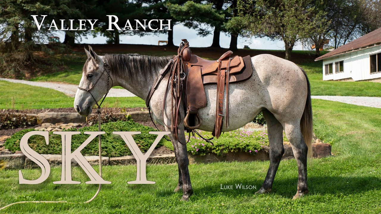 (SOLD) Sky - Valley Ranch Equine - YouTube