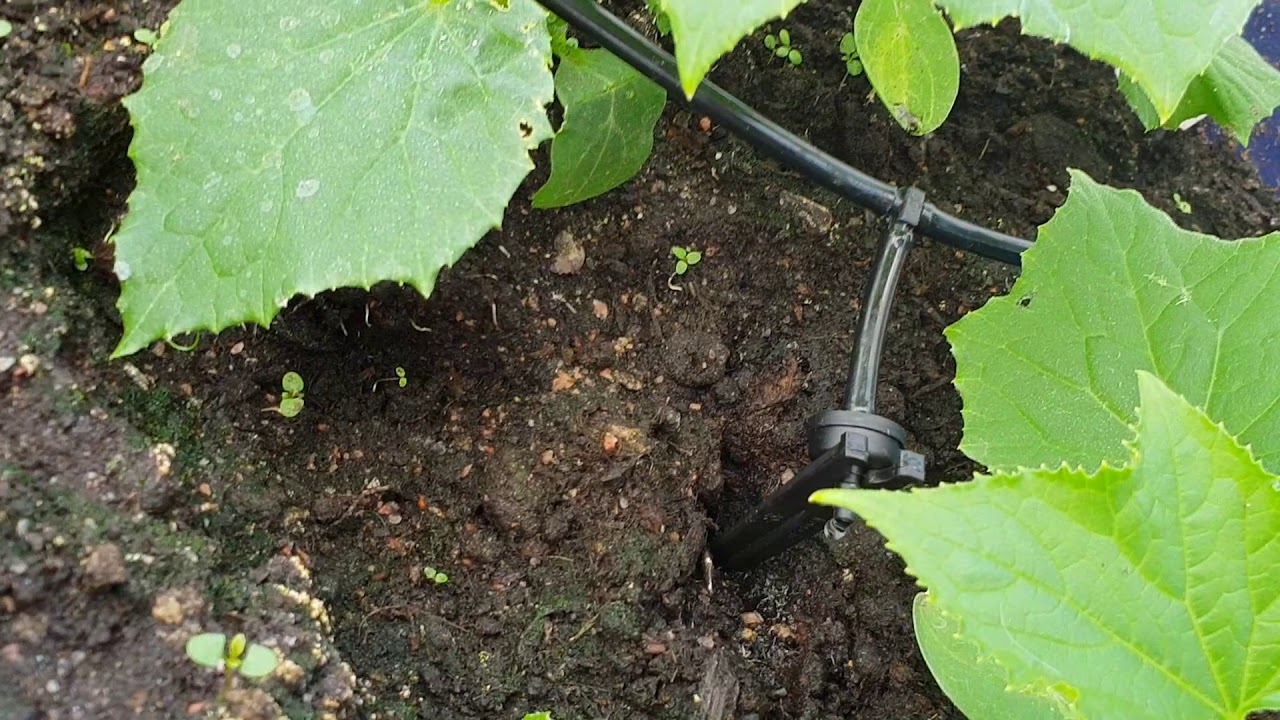 Solcellsdrivet bevattningssystem för växter - YouTube